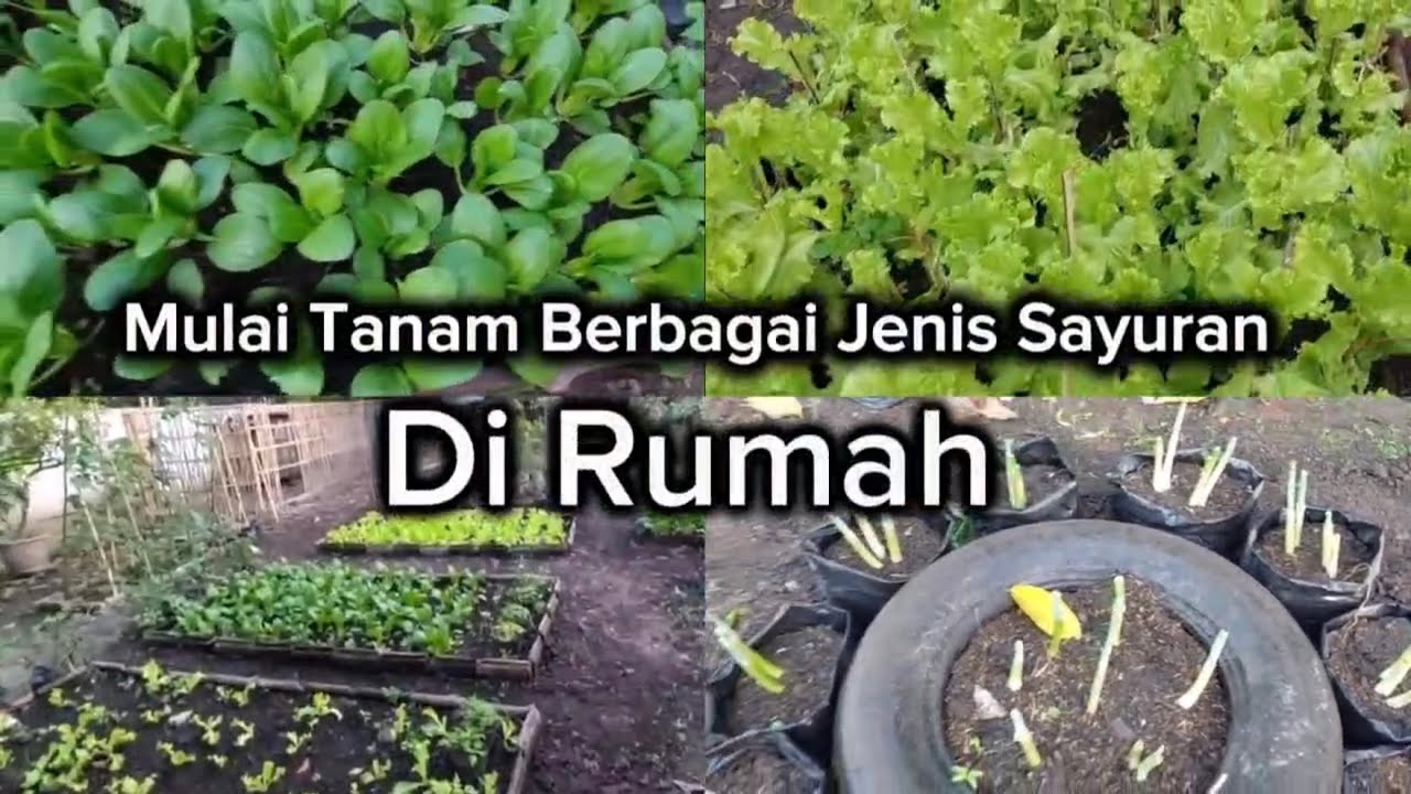 MULAI TANAM BERBAGAI JENIS SAYURAN DI RUMAH | TUTORIAL MEMBUAT TAMAN ...