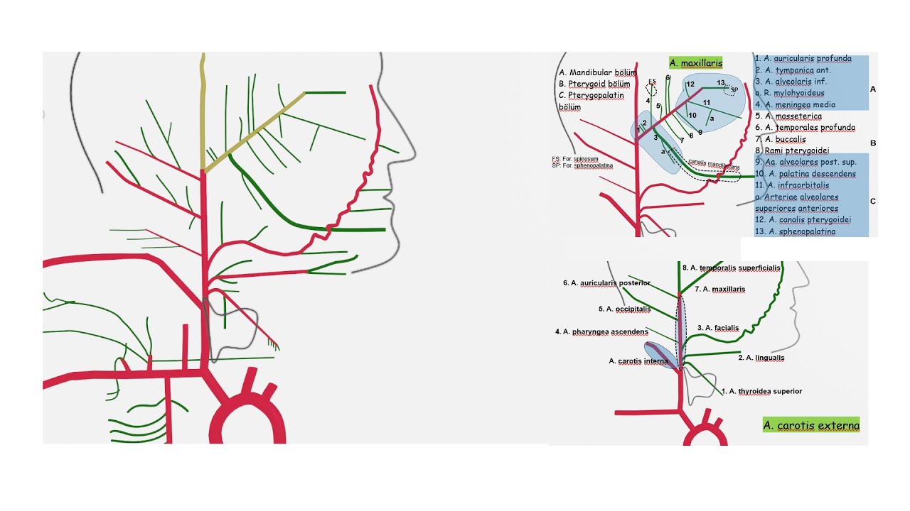 Arteria Carotis Externa ve Tüm Dalları (Branches of External Carotid ...
