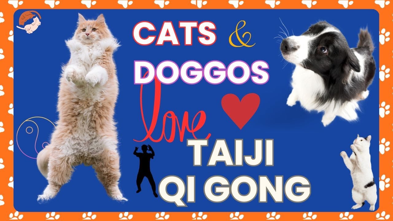 Cats & Doggos love Taiji , Qi Gong - YouTube