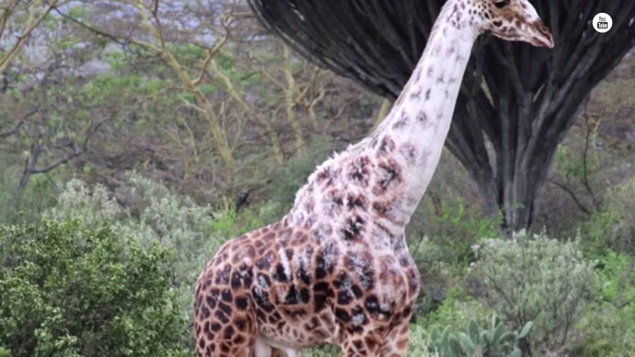 La jirafa que cambió de color - YouTube
