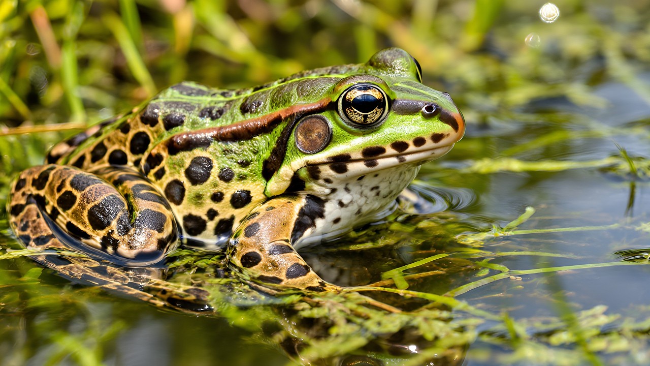 Leopard Frog's Incredible Camouflage Secrets! - YouTube