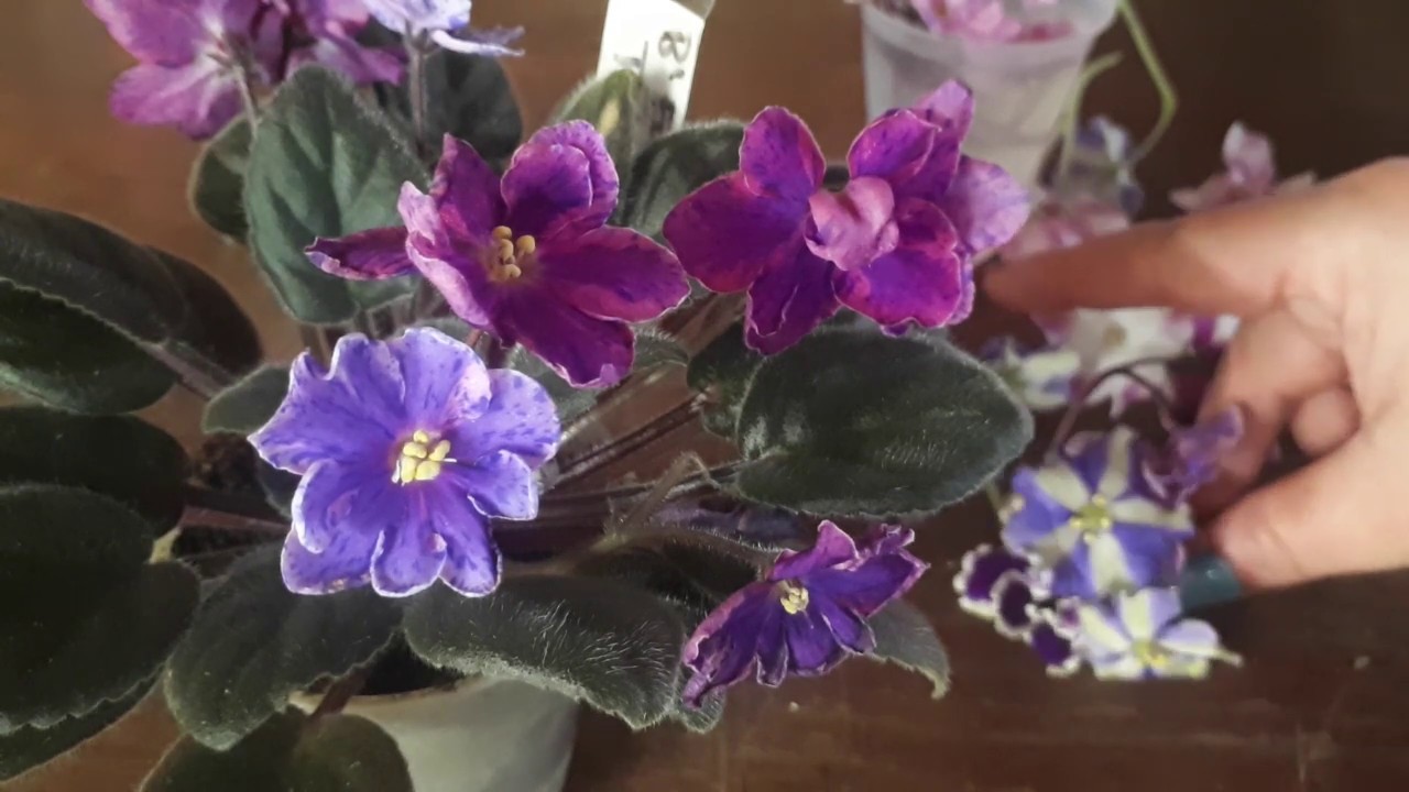 Explication d'une violette africaine chimère et comment ces plantes ...