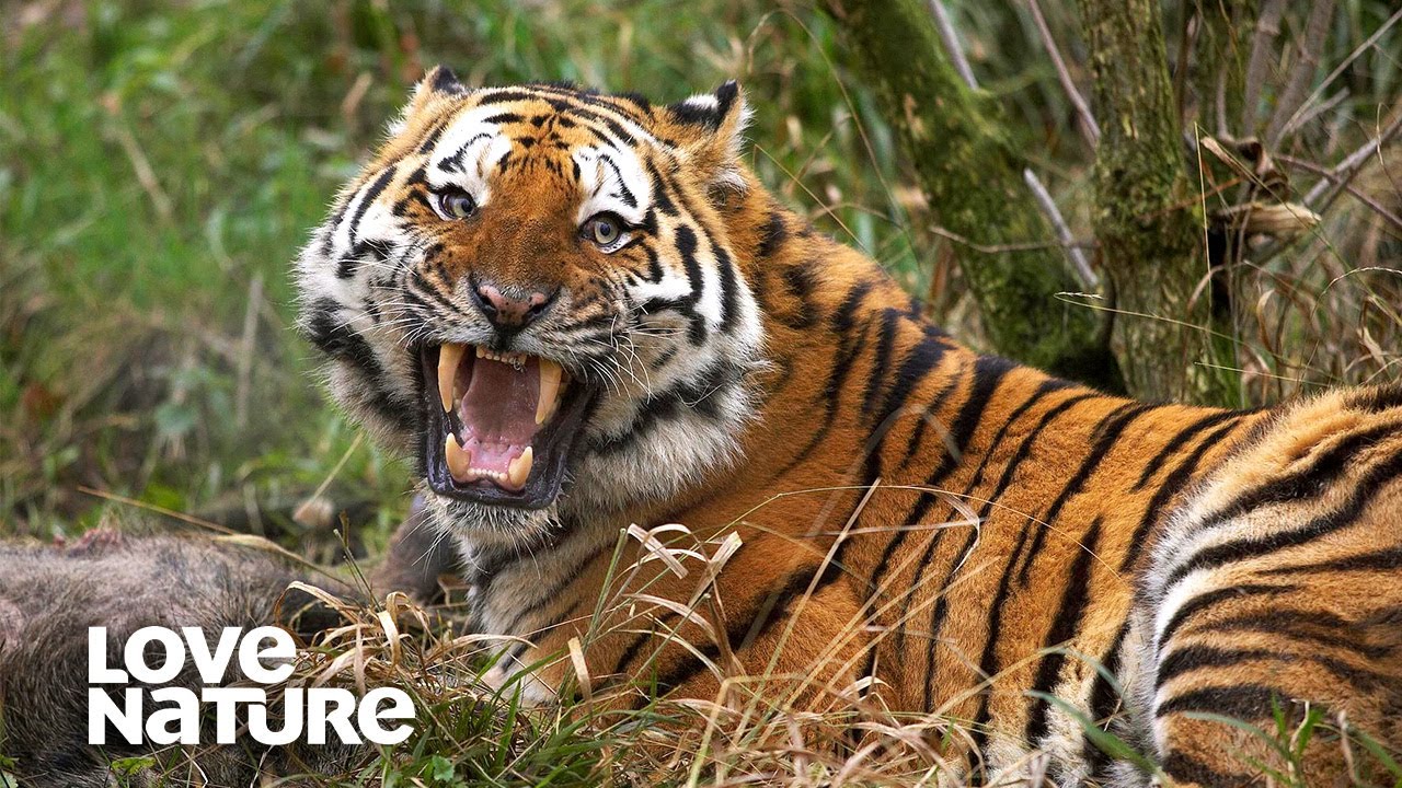 Starving Tiger Mom Pulls Off EPIC Ambush to Feed Cubs | Love Nature ...