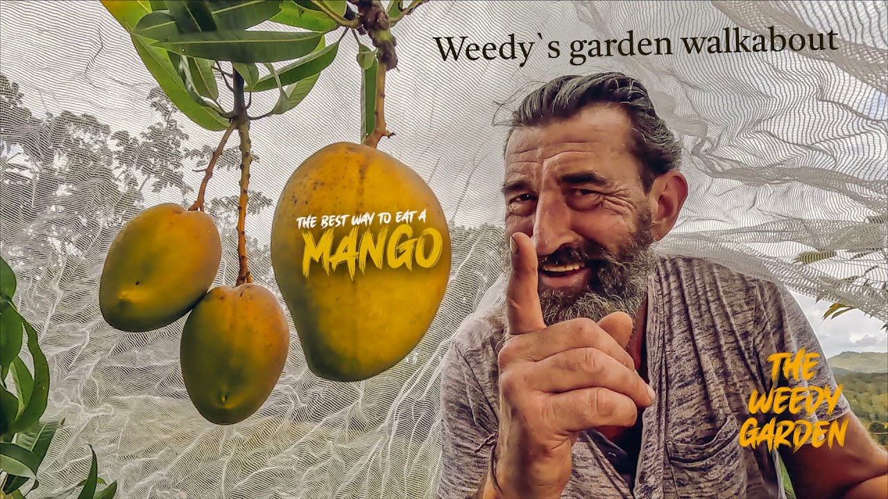 The Correct Way To Eat A Mango | THE BEST WAY TO EAT A MANGO - Weedy`s ...