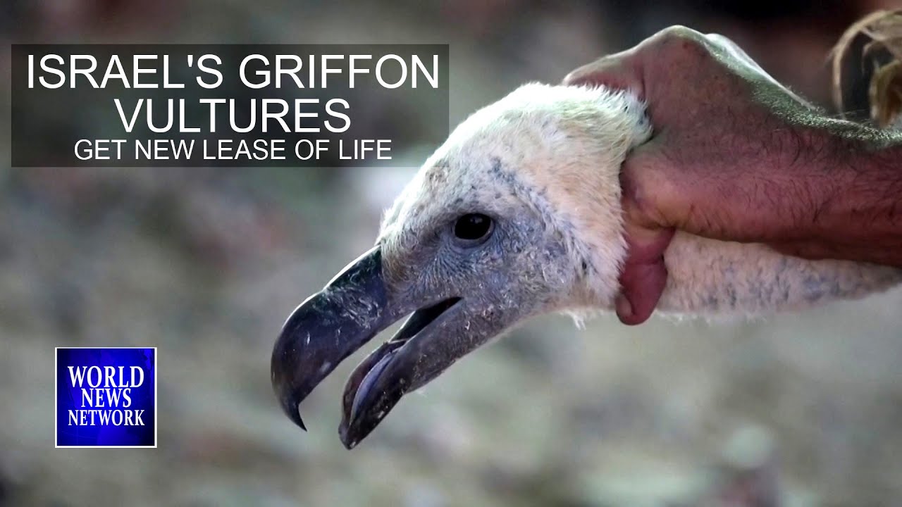 Israel's griffon vultures get new lease on life - YouTube