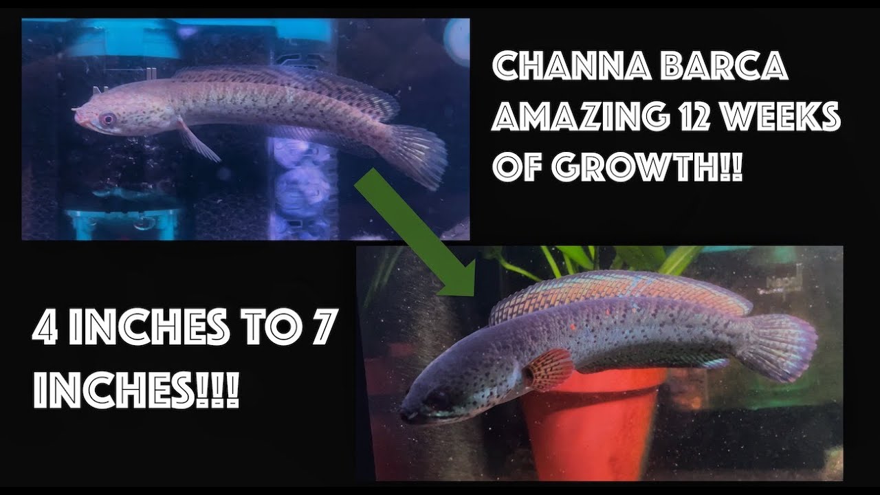 Channa Barca Juvenile 12 Weeks Growth Time Lapse!! 4 inches to 7 inches ...
