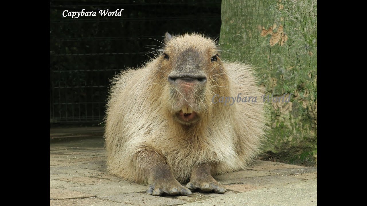 Maple Frightens Herself and All The Other Capybaras! Meet Maple ...