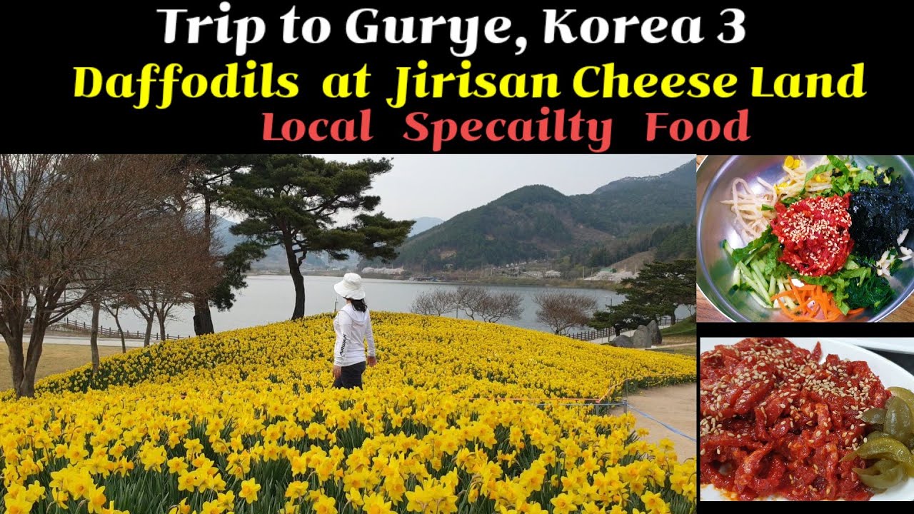 Trip to Gurye, Korea 3 - Daffodils at Jirisan Cheese Land / Popular ...