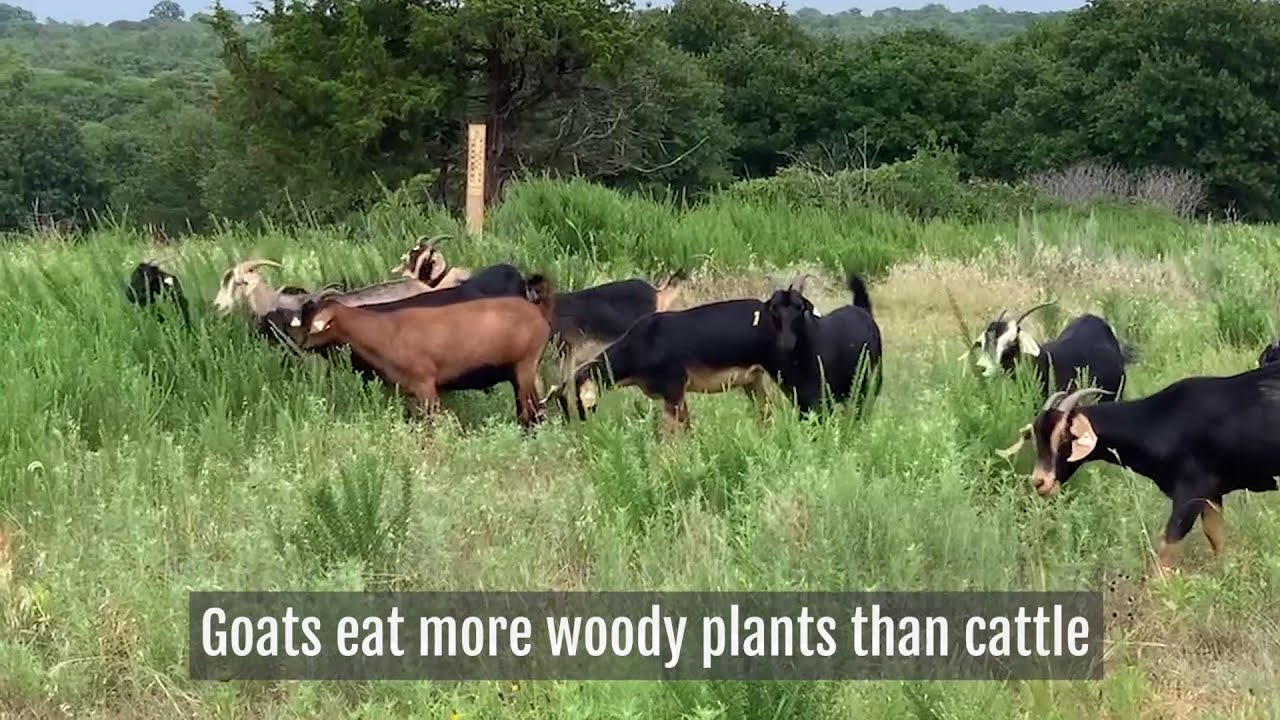 Check out the Goat Pro! - YouTube