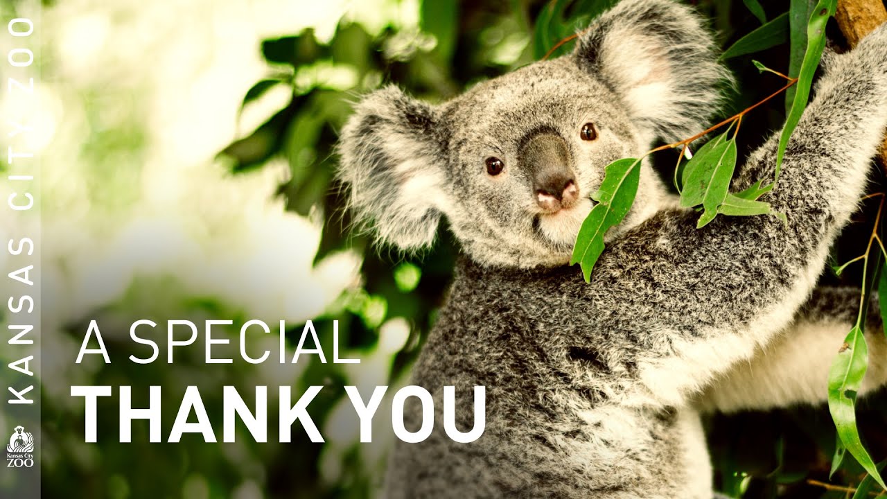 Thank you for supporting the Bushfire Relief and Rehabilitation - YouTube