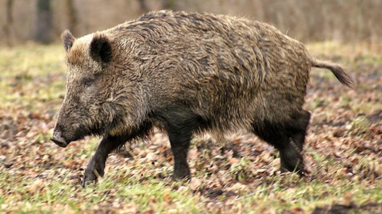 TROMPES DE CHASSE # 1 - LES HONNEURS - YouTube