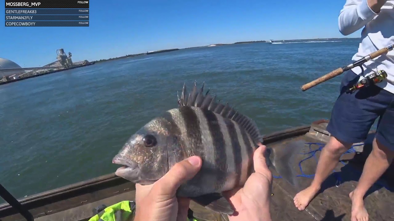 Sheepshead fishing North Carolina - YouTube