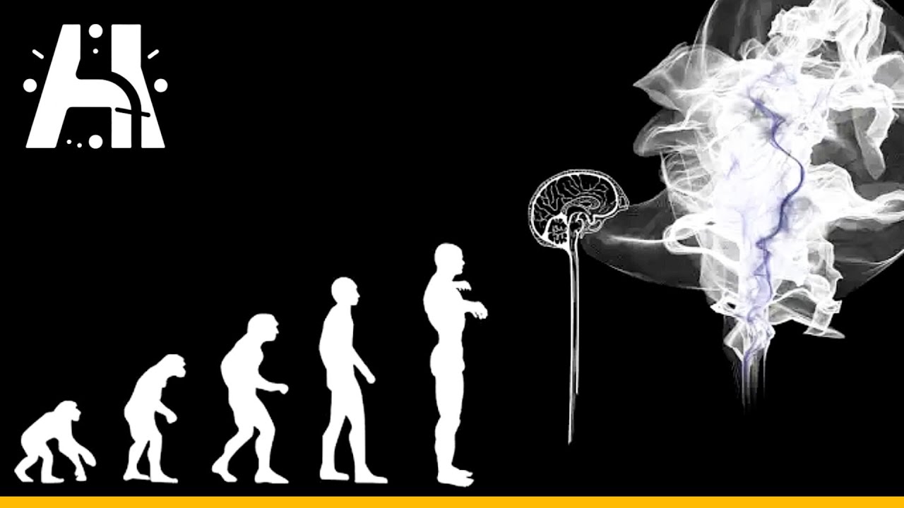 The Concept Of Evolutionary Mismatch - YouTube