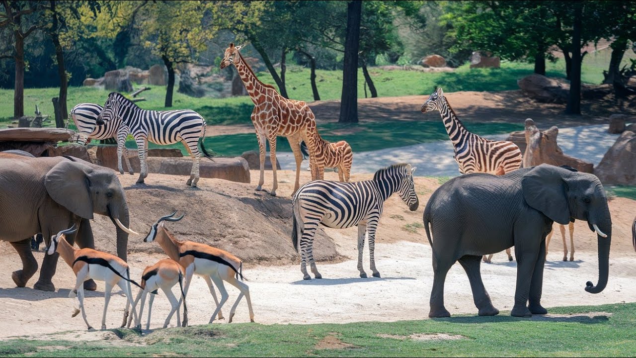 Relaxing Animal Sounds: Cows, Goats, Chickens, Elephants, Dogs, and ...