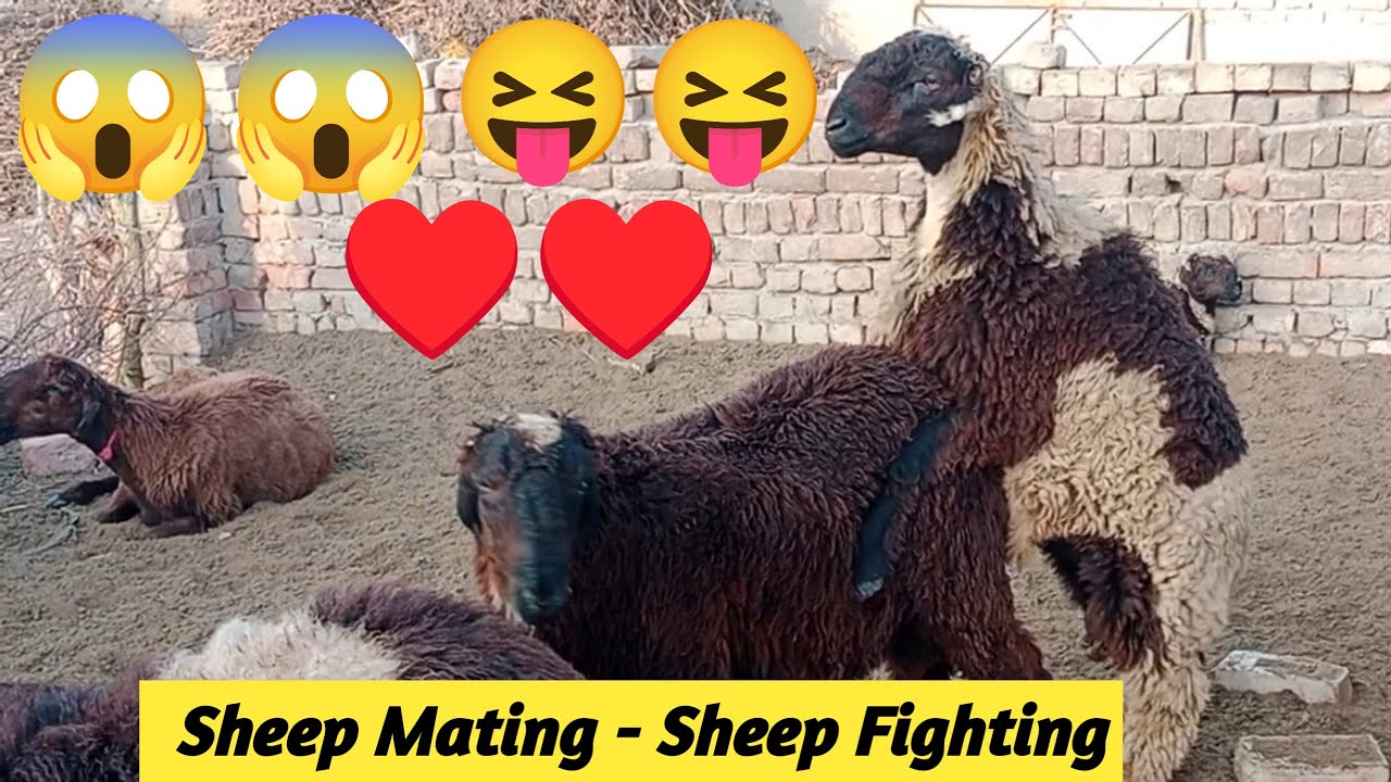 Sheep Mating - Sheep Fighting - Sheep Meeting 2023 Two Sheep Fighting 2023 - YouTube