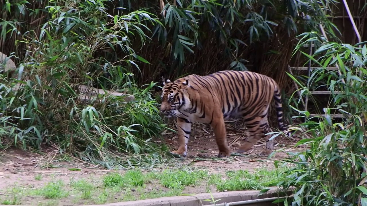 Tiger Roar - YouTube