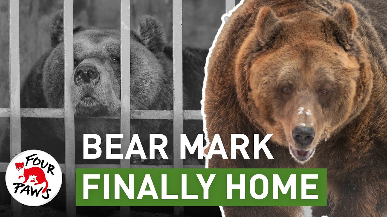 Bear Mark is finally home! ️ - YouTube