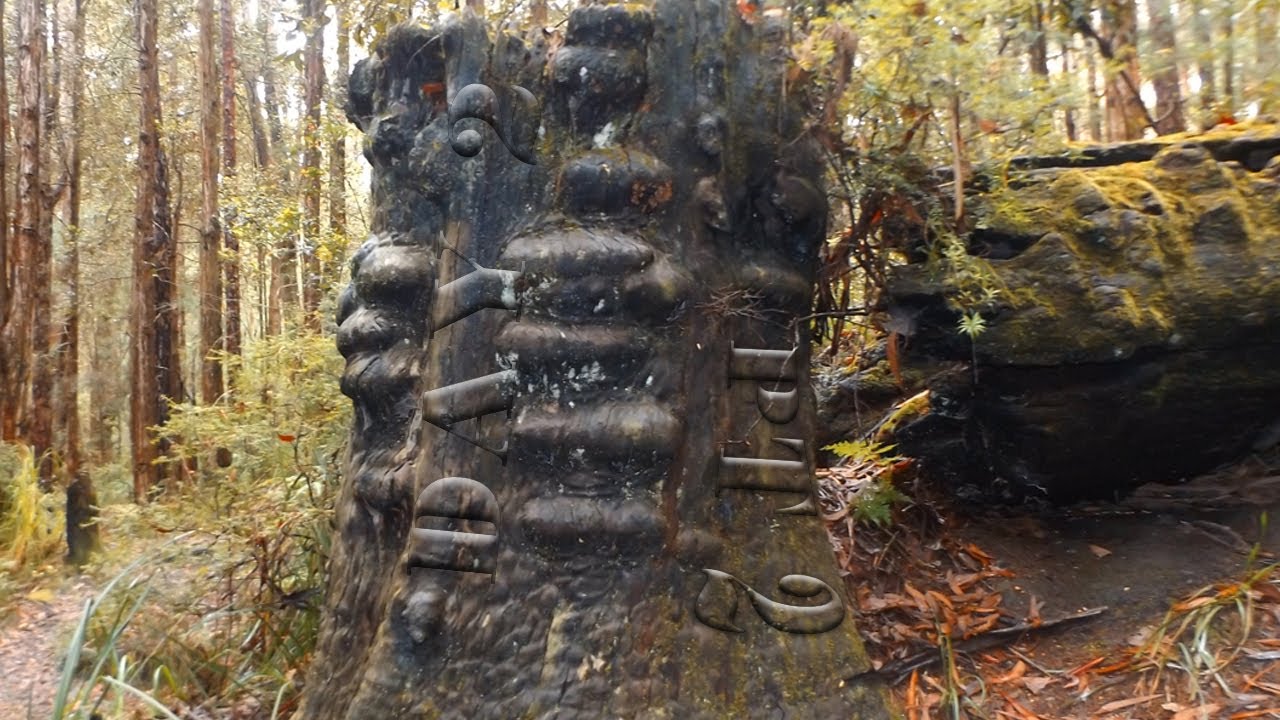 A Week In The Watagan Mountains, Day 2 The Pines Walking Trail - YouTube