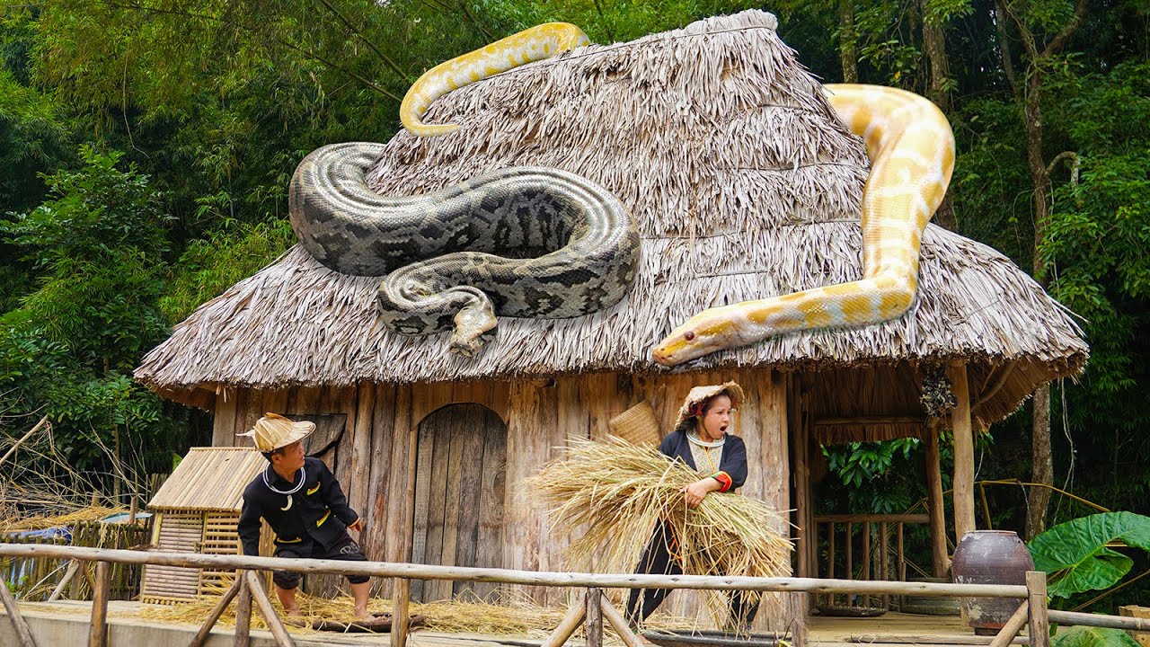 Dwarf family handcrafts rice from harvested plants | Dwarf family panic ...