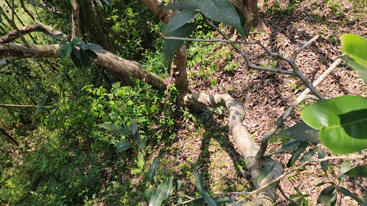 During lockdown .......I am on Gulab Barry tree - YouTube