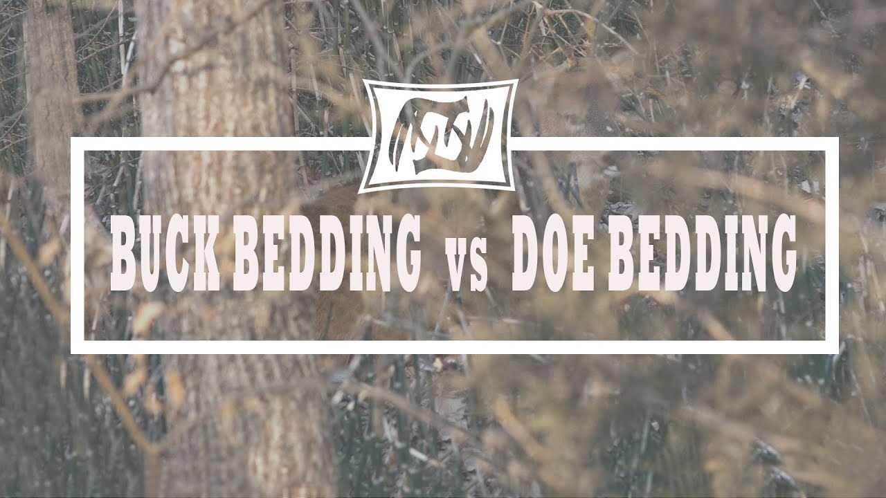 Buck Bedding vs Doe Bedding: How To Identify It - YouTube