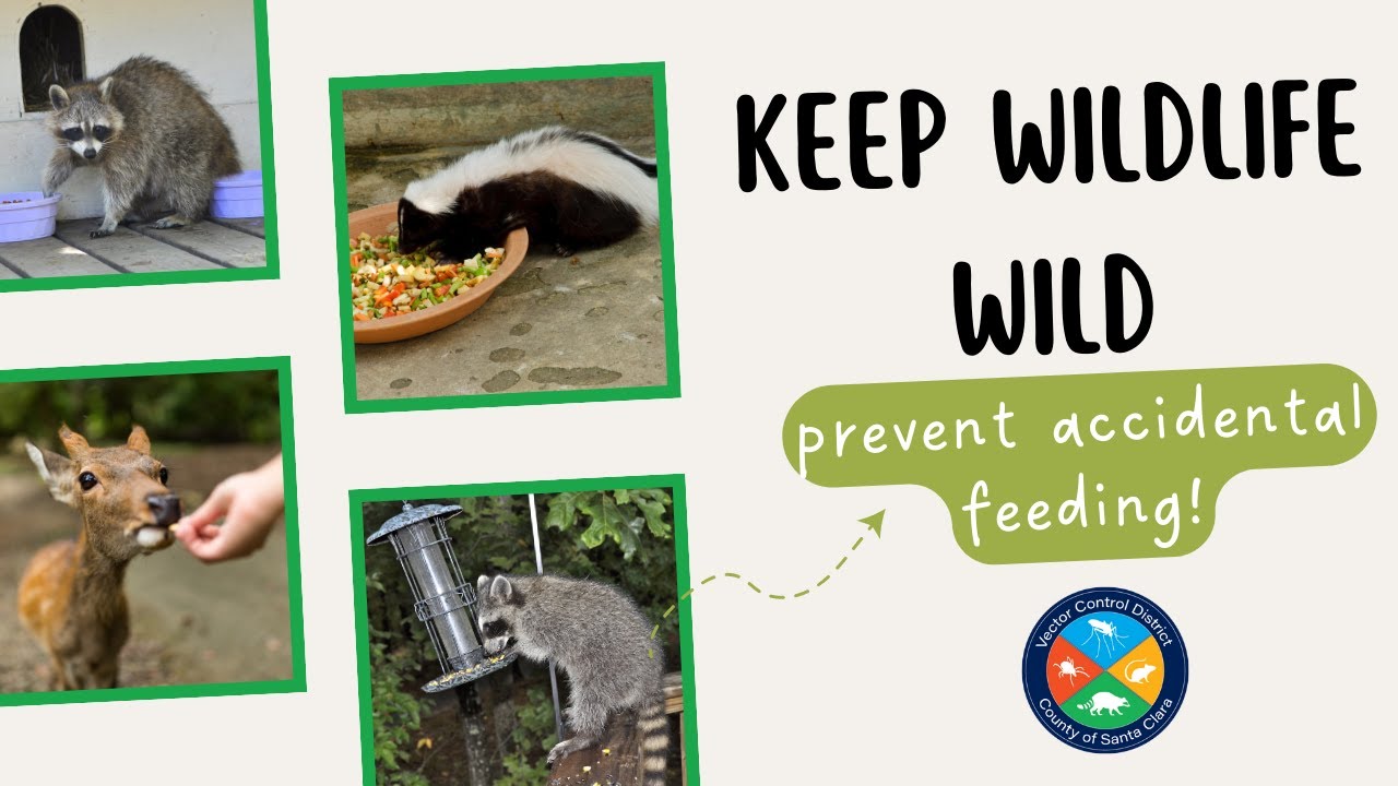 Keep Wildlife Wild - Prevent Accidental Feeding - YouTube