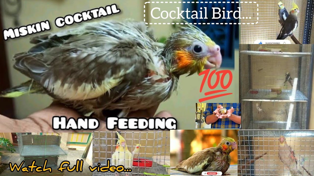 How to HandFeed a cocktail in tamil//Hand Tamed cocktail//Cocktail Bird ...