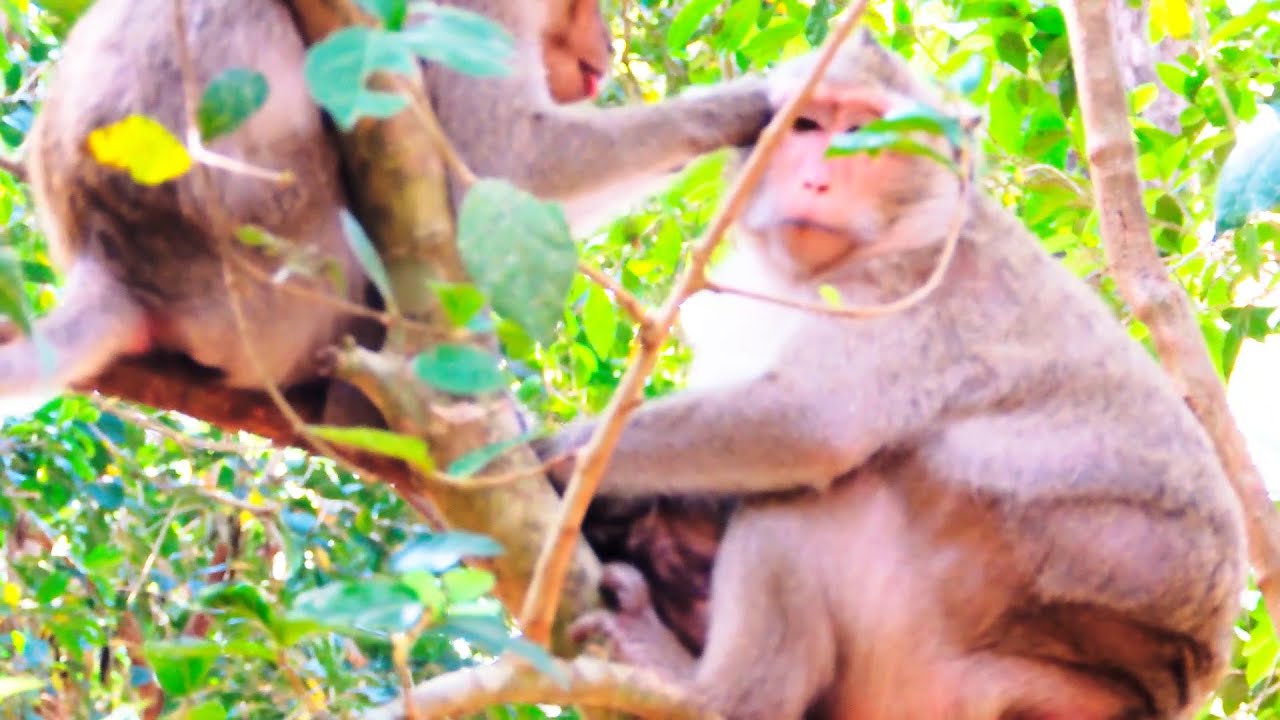 monkeys lives in natural - YouTube