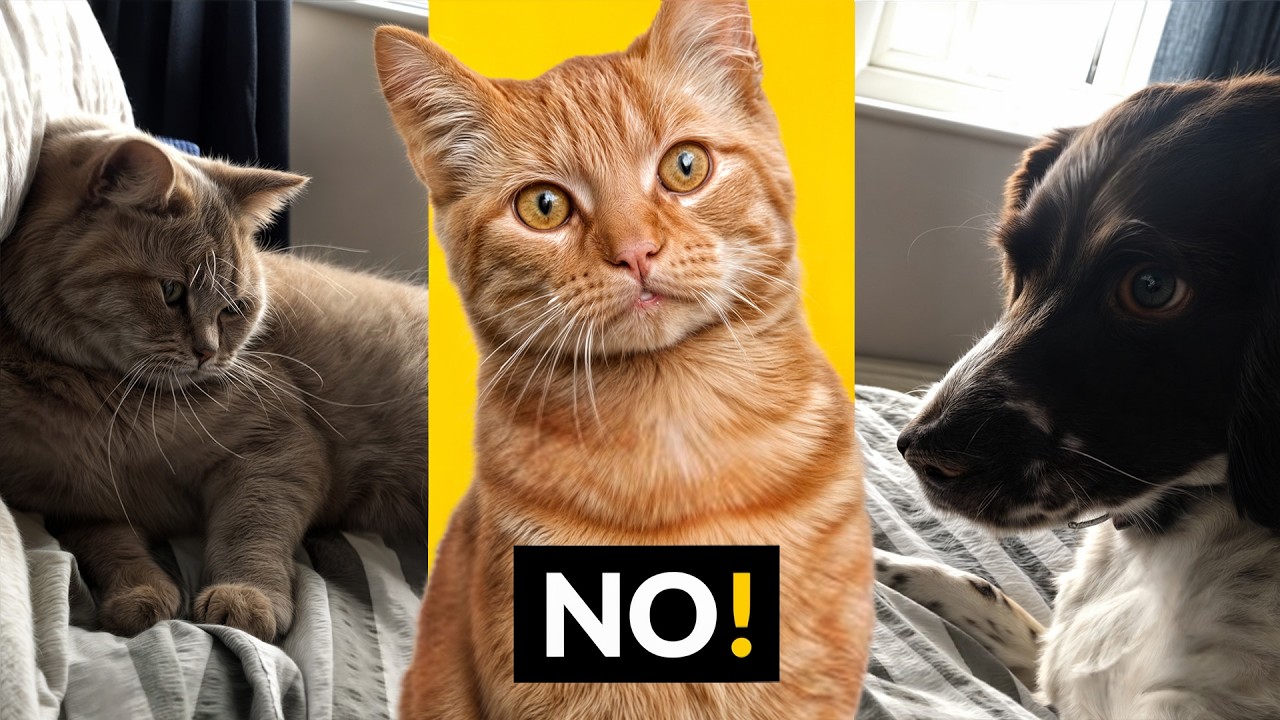 Dog Won’t Pet Cat… Then Regrets Trying! - YouTube