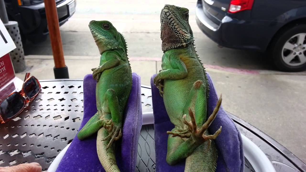 Lizard Comfortable - YouTube