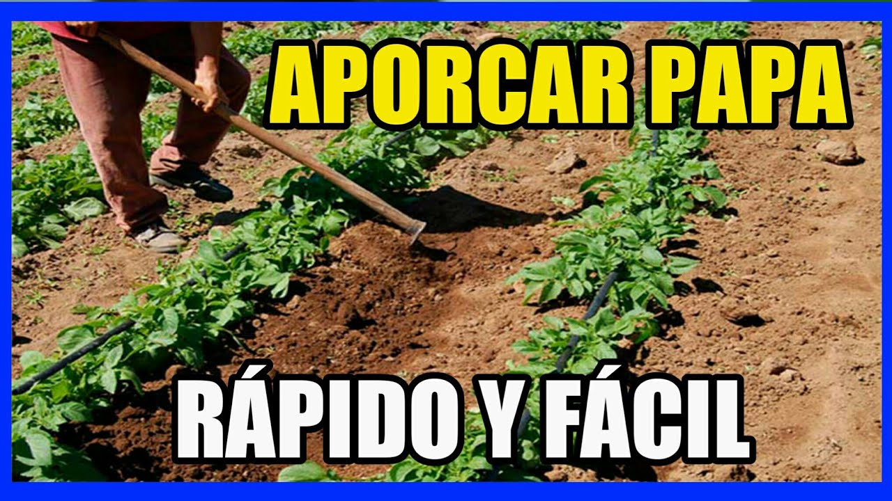 COMO APORCAR LA PAPÁ RÁPIDO Y FÁCIL NIVEL EXPERTO | La Vístima - YouTube