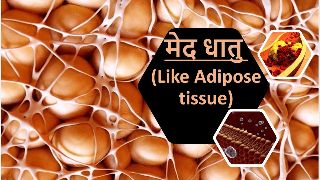 Meda Dhatu (मेद धातु) l Kriya Sharir l BAMS first year lecture - YouTube