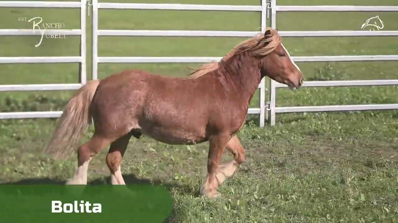 Lote 28 Bolita - YouTube