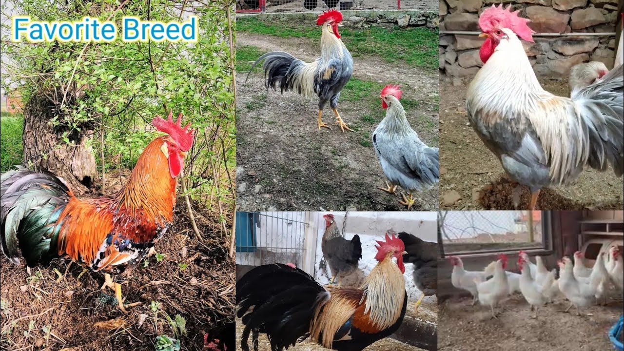 leghorn chicken | best chicken breeds | chicken breeds for eggs | fast ...