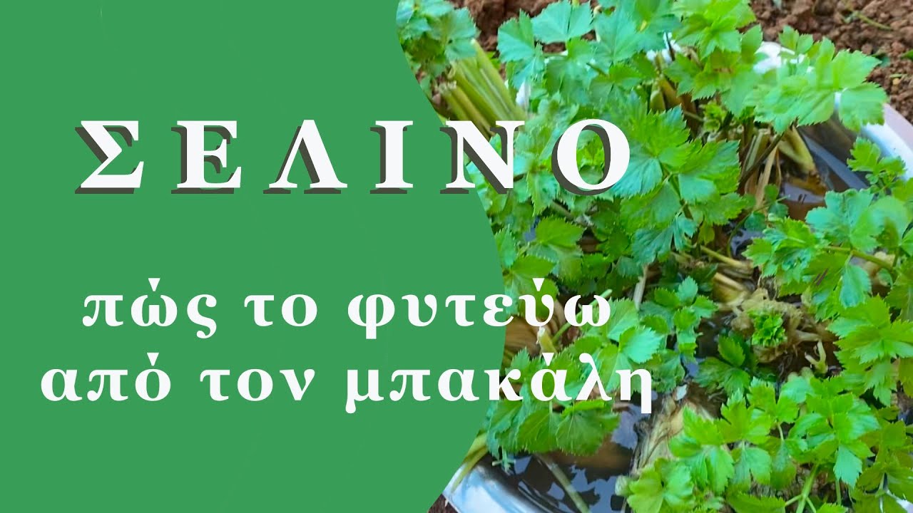 ΣΕΛΙΝΟ - πώς το φυτεύω στον κήπο από τον μπακάλη - YouTube