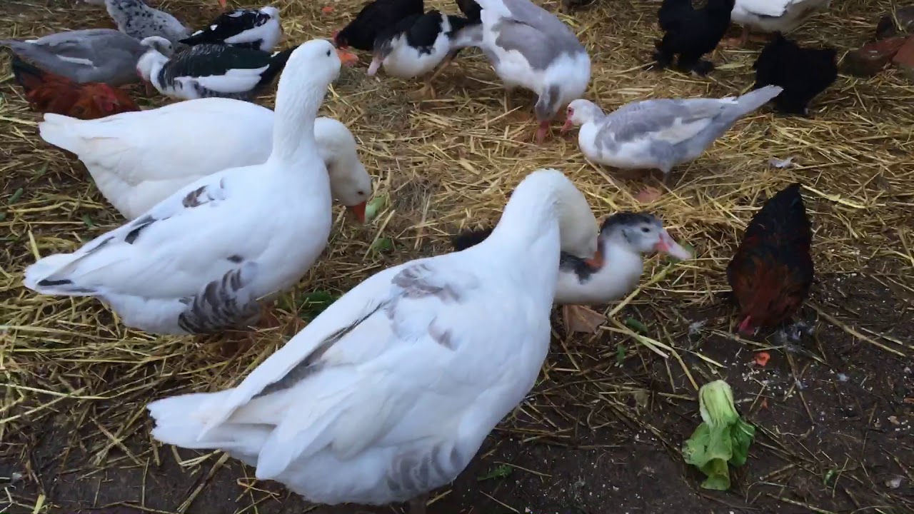 Sunday morning rush hour - YouTube