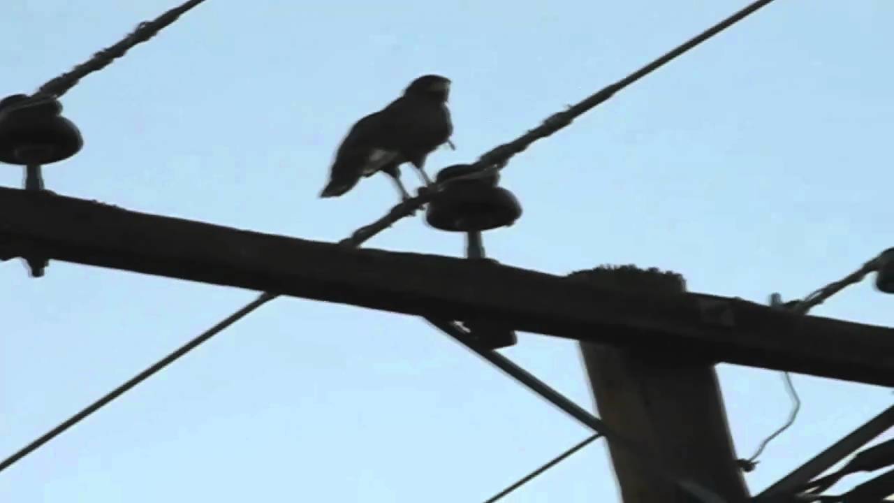 Northern Mockingbird Attacks Hawk - YouTube