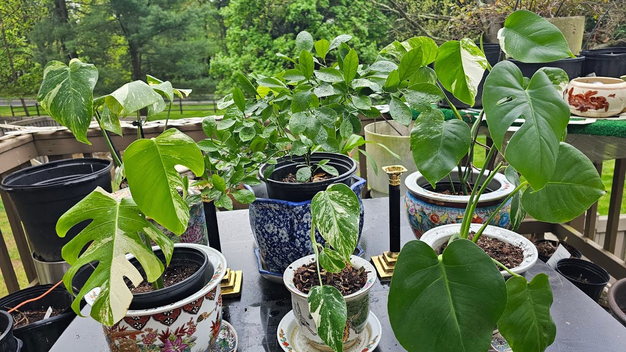 GARDENING, START PLANTING OUTSIDE, TAKE PLANTS OUTSIDE. - YouTube