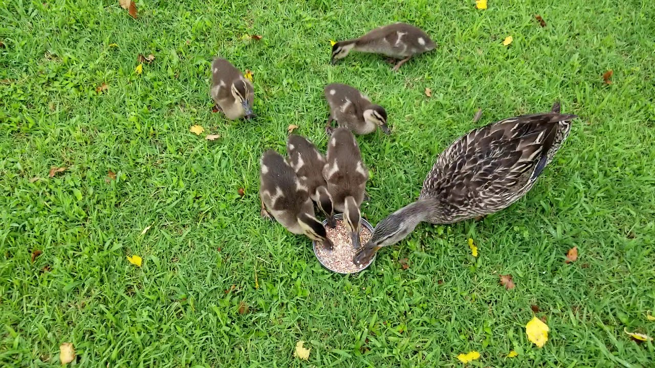 Monday Ducks - YouTube