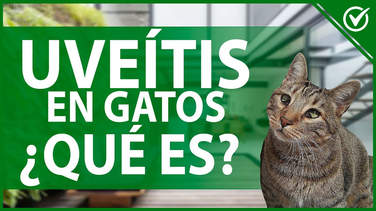 🐈 Uveítis en Gatos | Qué es, por qué se Produce y Cómo lo Debemos de ...