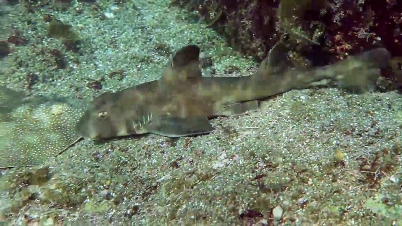 Horn shark Cuddles Stingray in Baja - YouTube