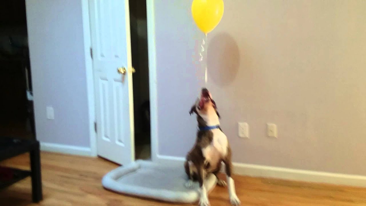 My dog losing to helium - YouTube