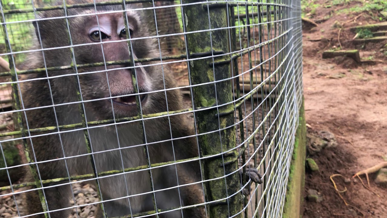 Philippino native monkey, Davao - YouTube