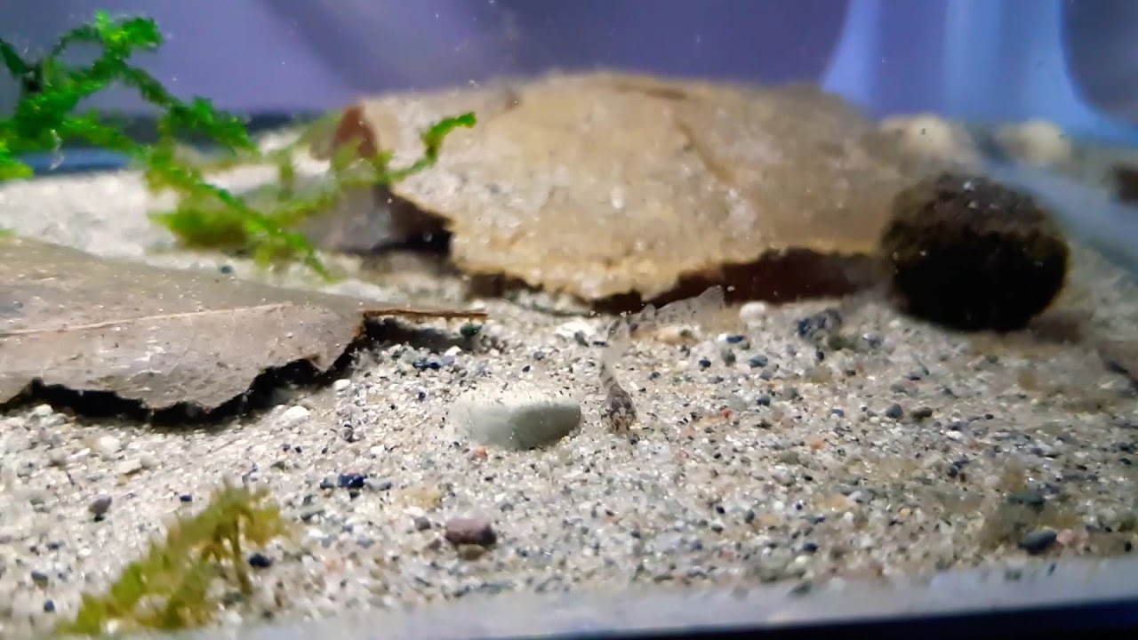 Corydoras Trilineatus Fry Day 13 - YouTube