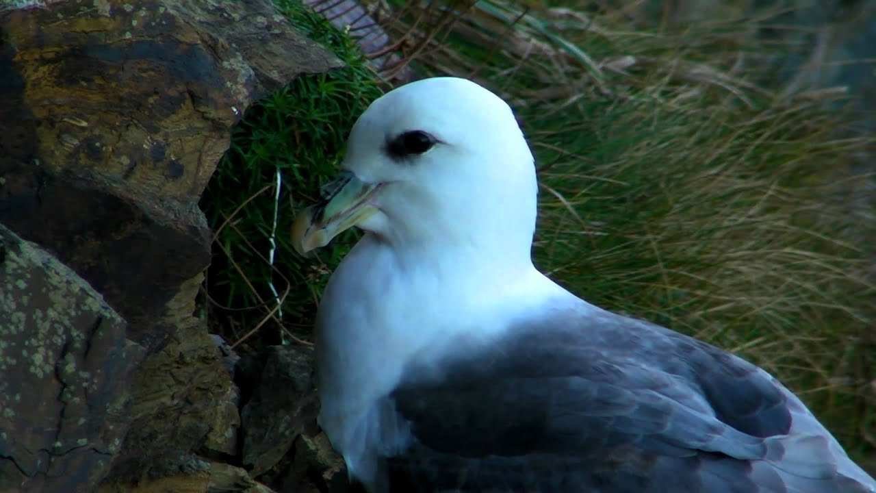 Fulmar Birds at Hells Mouth in Cornwall - YouTube