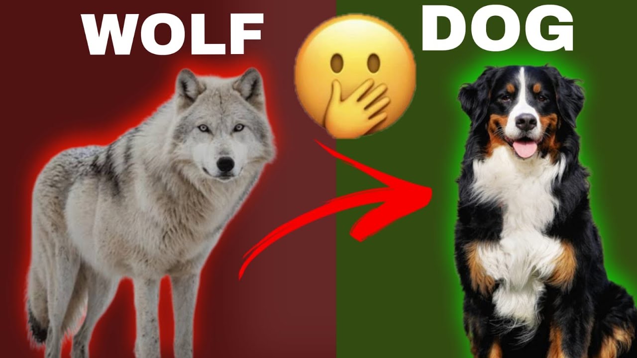 5 Shocking Facts About Wolf to Dog Transformation - YouTube