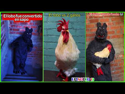 Gallo Lino vs LOBO en Casa 🐺🐓 Diviértete con los mejores  videos