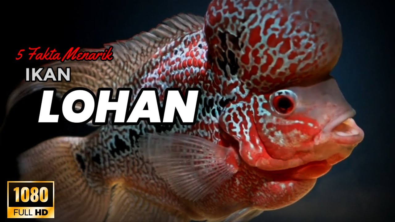 MENGUAK FAKTA MENARIK TENTANG IKAN LOHAN, SI IKAN KEBERUNTUNGAN - YouTube