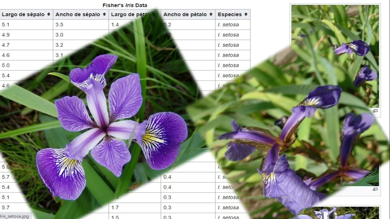 REDES NEURONALES:( II ) Clasificación de flores con algoritmo SLP ...