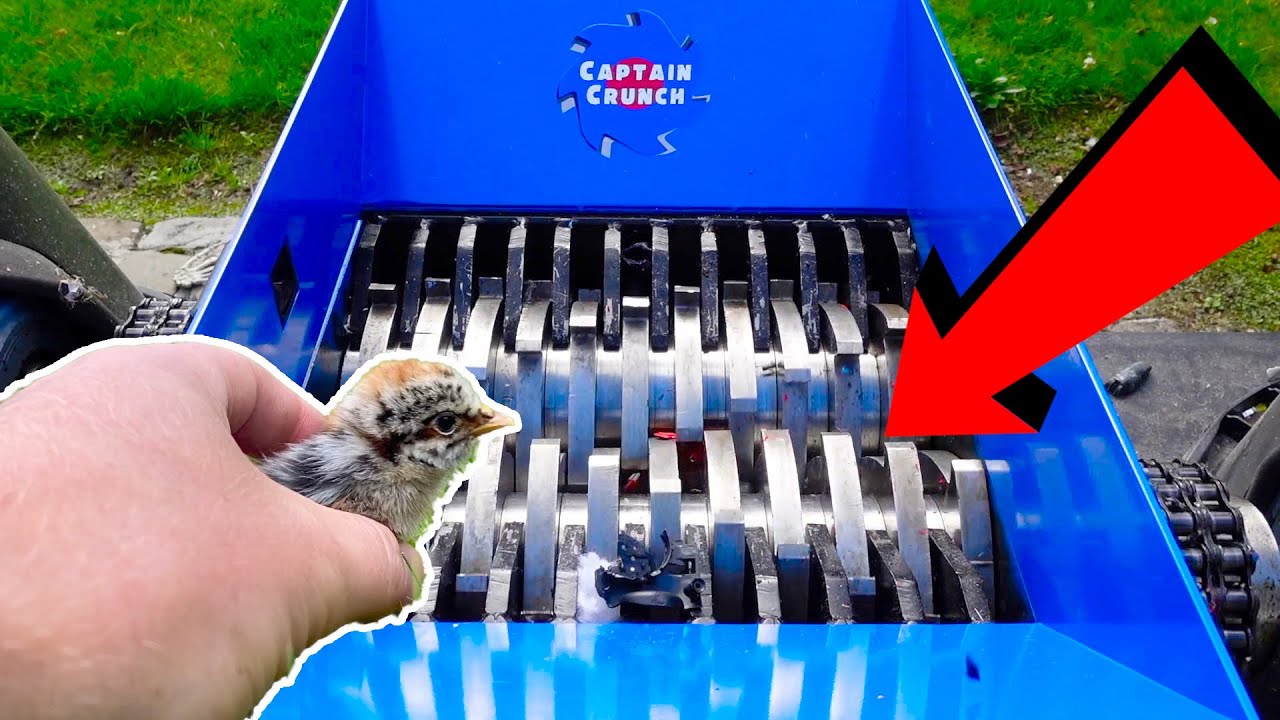 Experiment : SHREDDER vs BABY CHICK - YouTube